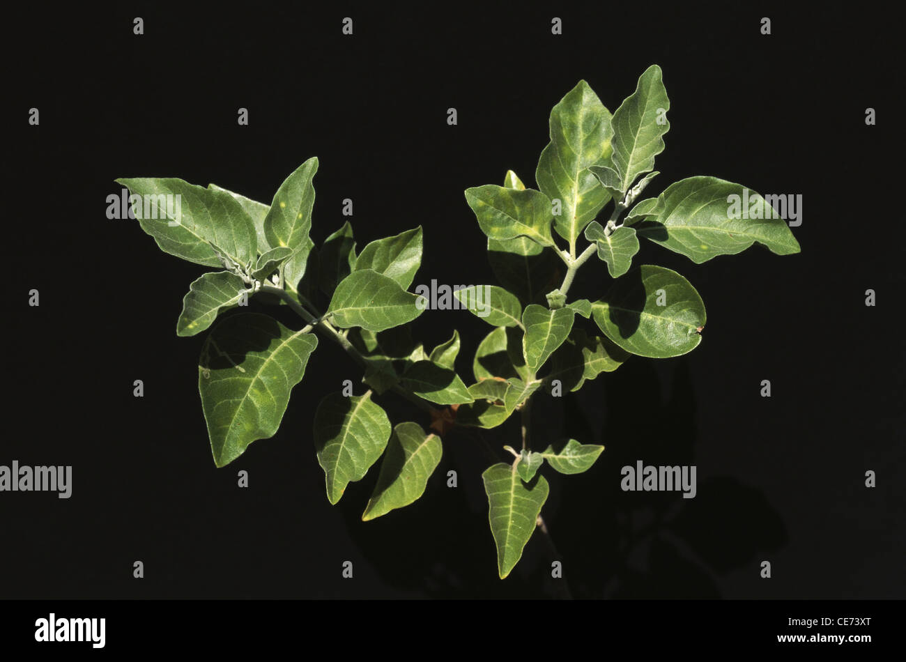 Punir hi-res stock photography and images - Alamy