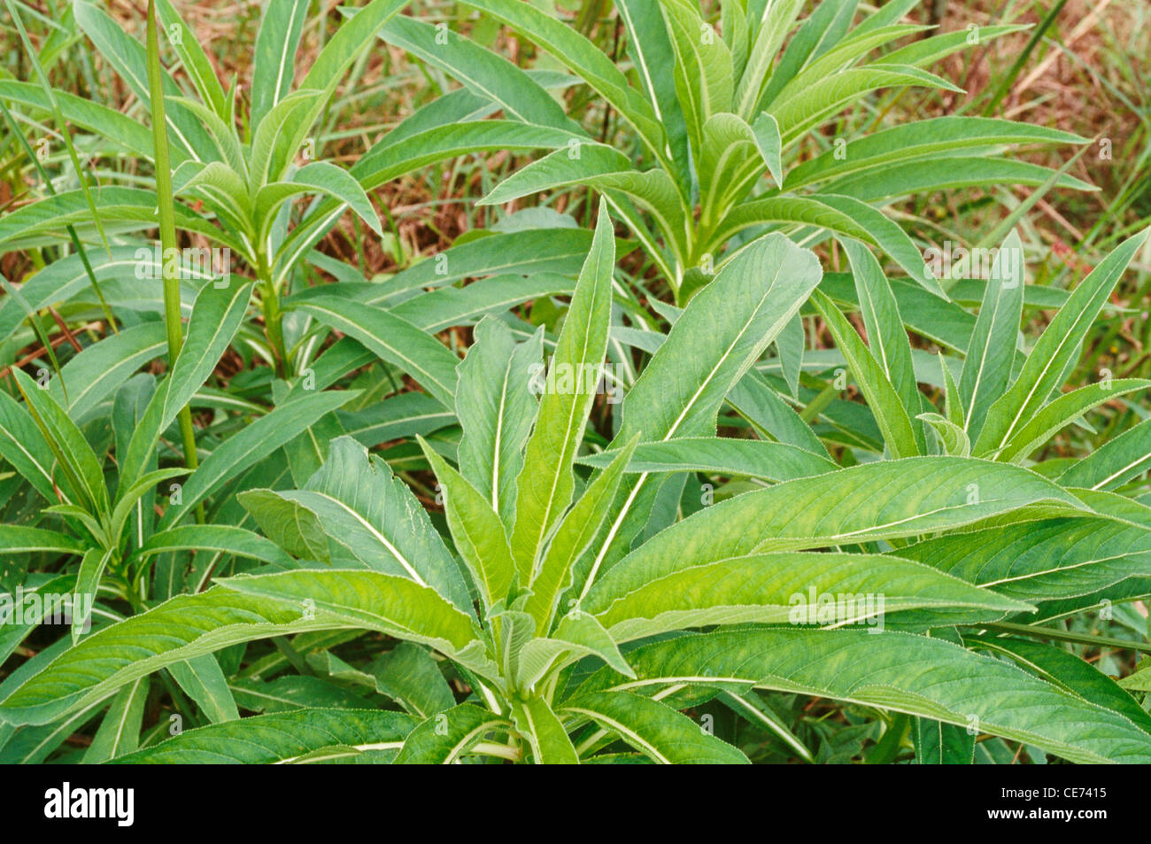 Lobeliaceae hi-res stock photography and images - Alamy