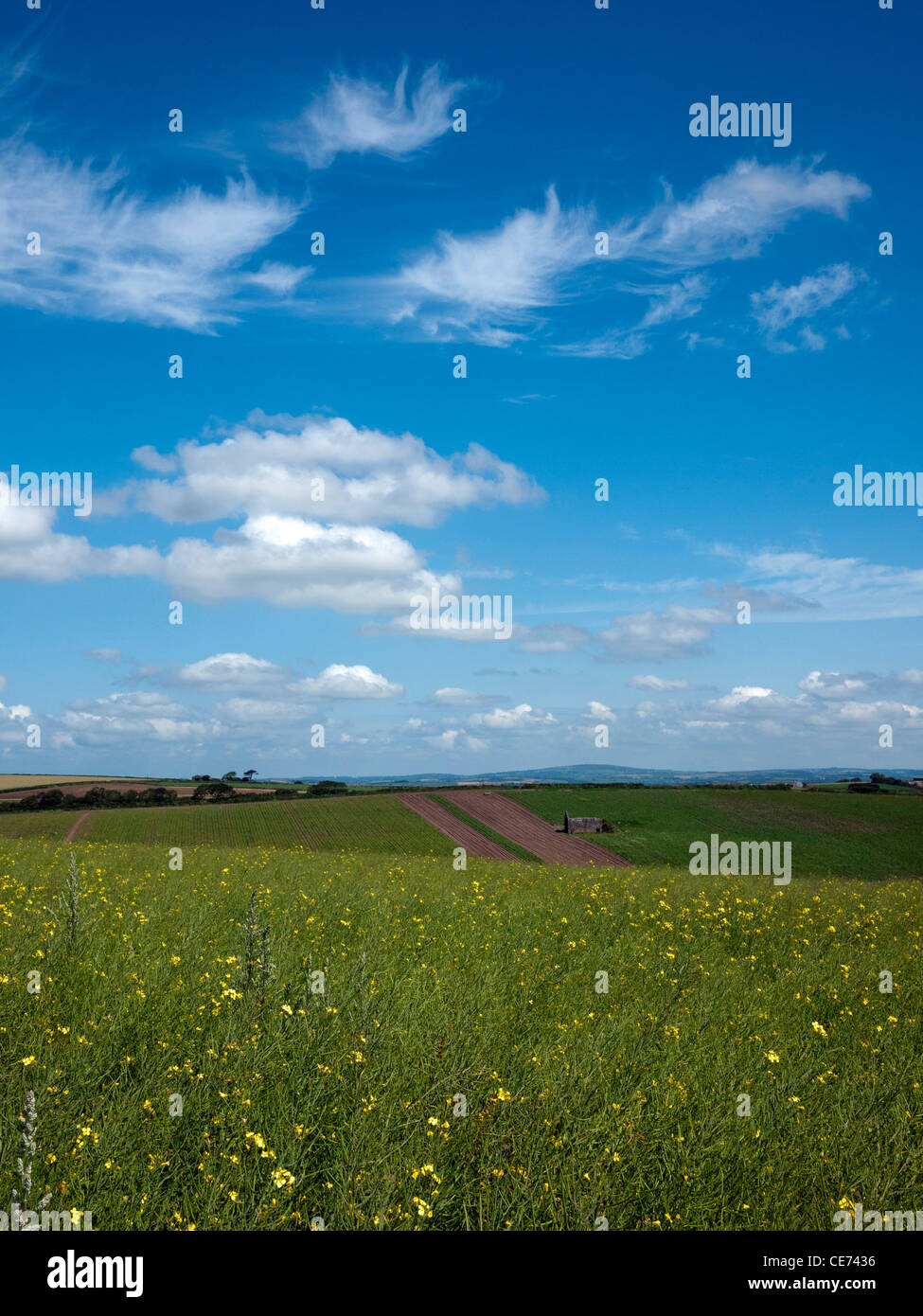 Summer fields in Cornwall Stock Photo - Alamy