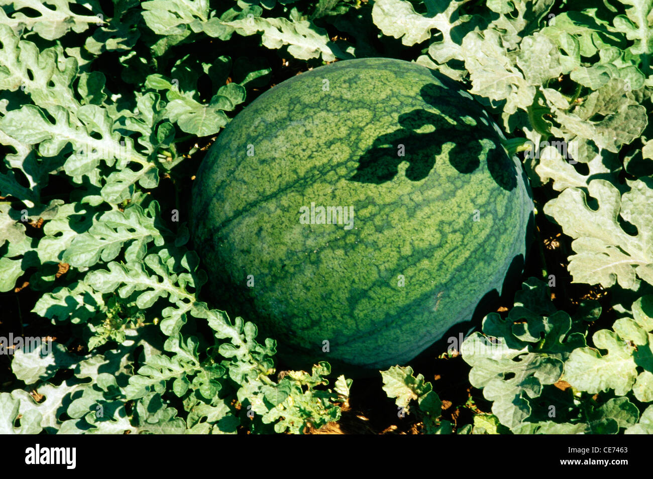 watermelon fruit plant vine growing in field ; Citrullus lanatus ...