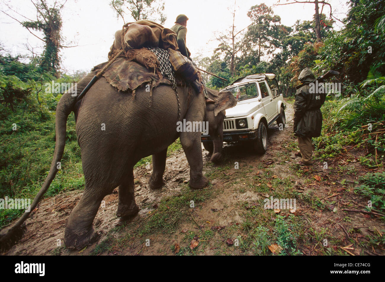 Elephant pushing car ; Kaziranga National Park ; Assam ; India ; asia ...