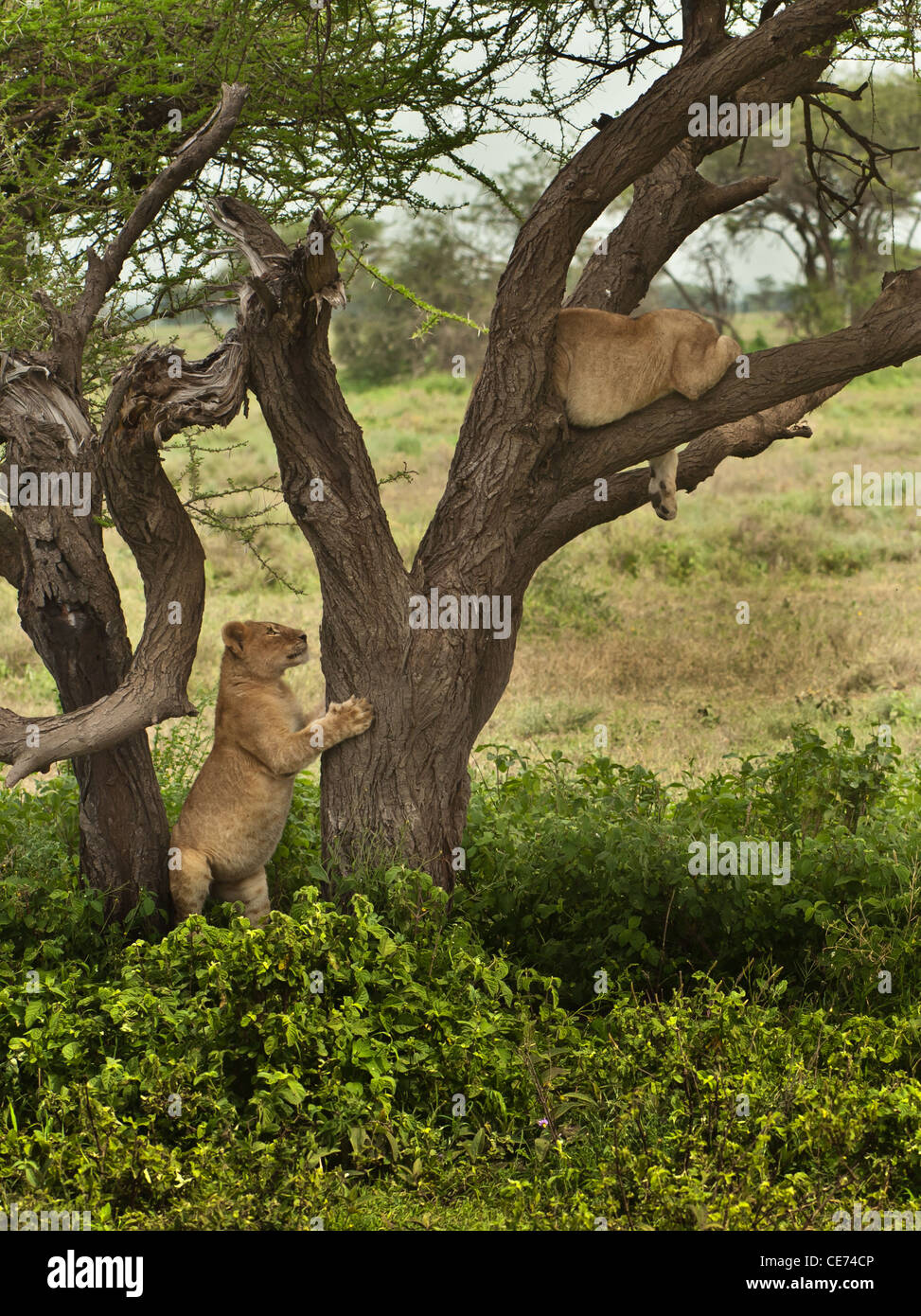 Lion cubs climbing tree hi-res stock photography and images - Alamy