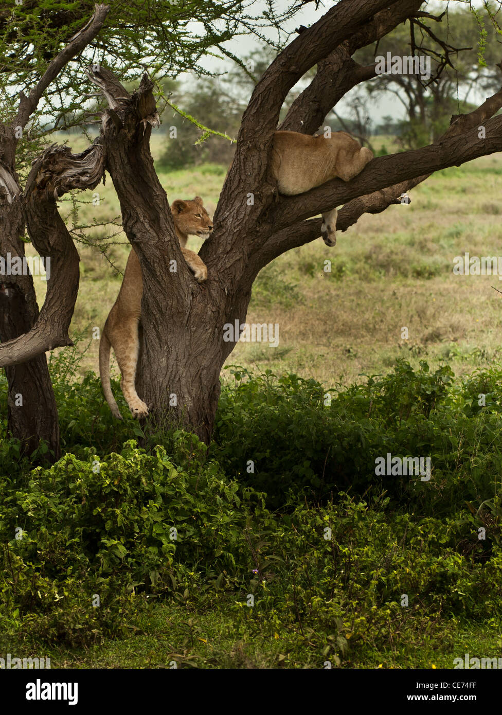Lion cubs climbing tree hi-res stock photography and images - Alamy