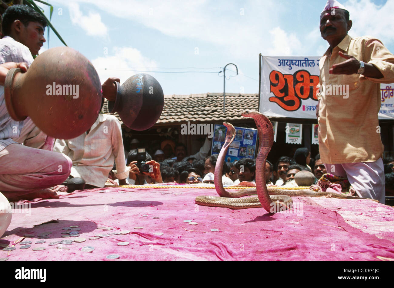 Nag Panchami Snake festival ; cobra snake ; battis shirala ; Kolhapur ; maharashtra ; india ...