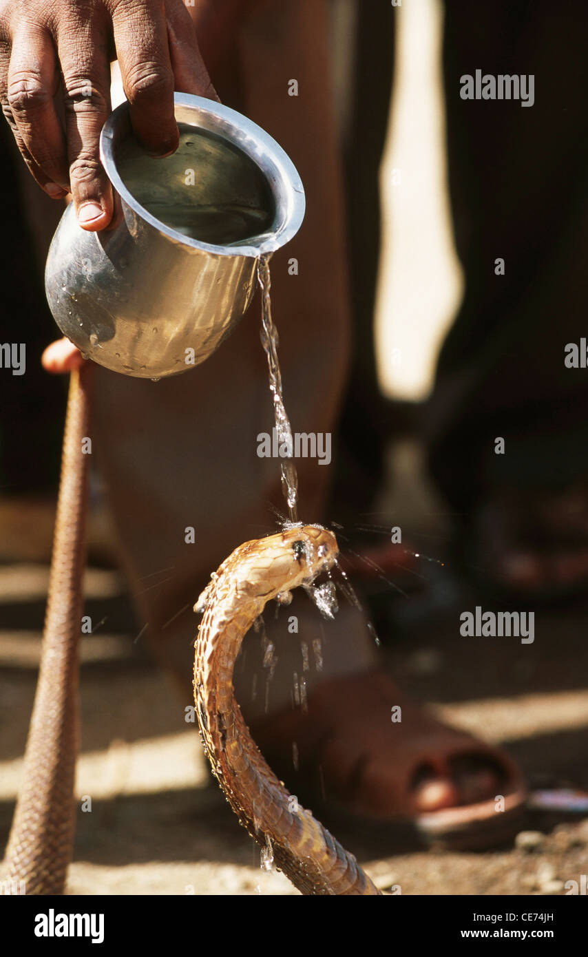 Nag Panchami Snake festival ; Water offering to cobra snake ; battis ...