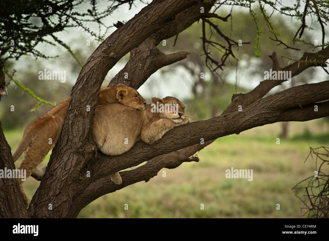 Two young lion cubs in Acacia tree Stock Photo - Alamy