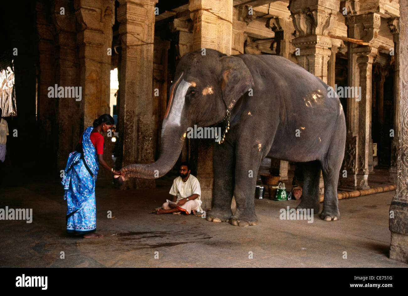 RSC 82902 : elephant blessing women devotee at shree Rangam temple ...
