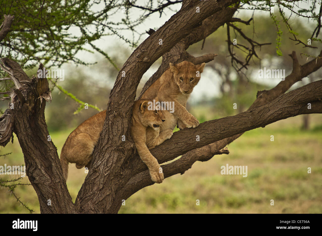 Two young lions cubs on Acacia tree branch Stock Photo - Alamy