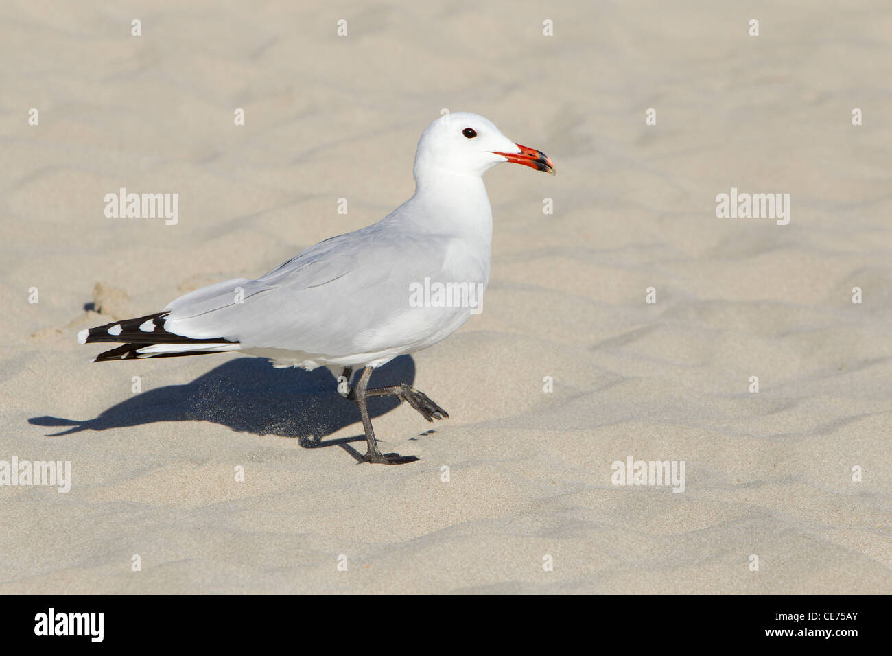 Walking menorca spain hi-res stock photography and images - Alamy