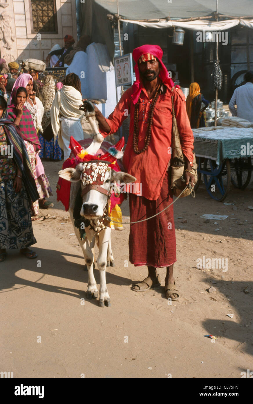 SNS 82289 : indian priest cow worship pushkar fair rajasthan india ...