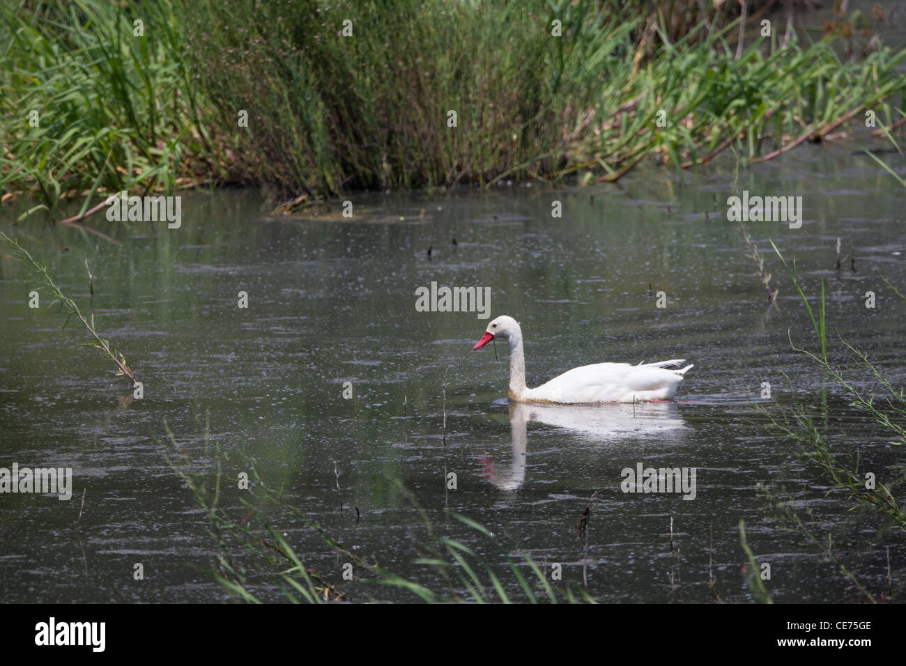 Coscoroba hi-res stock photography and images - Alamy