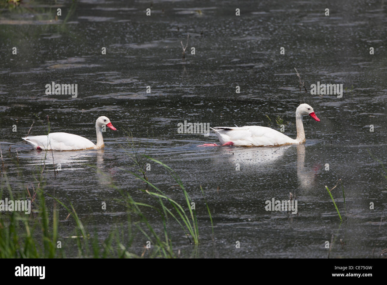 Coscoroba Swan (Coscoroba coscoroba) pair swimming in a pond at the ...