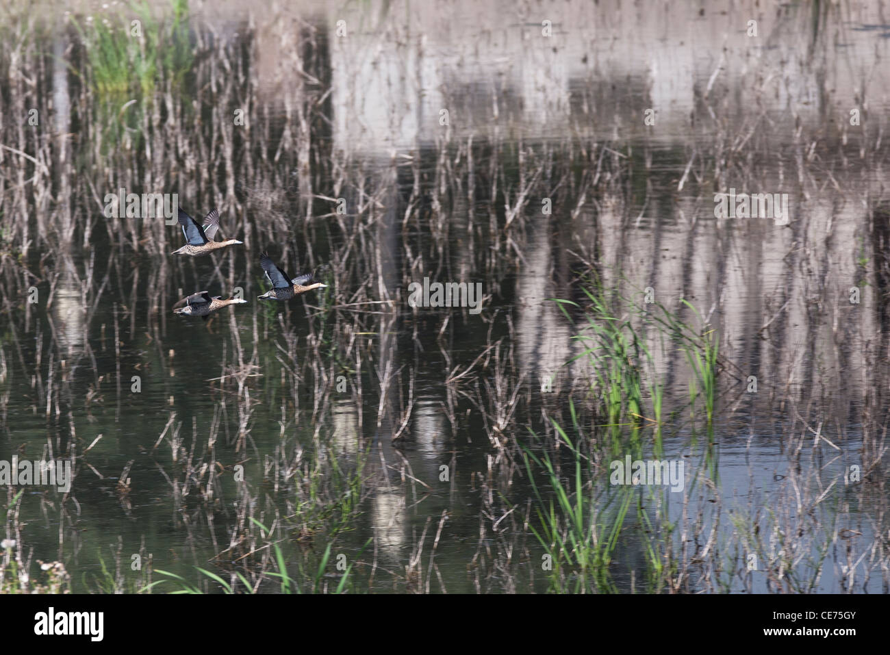 Teal in flight hi-res stock photography and images - Alamy