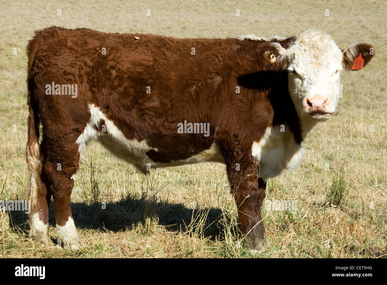 Pole hereford breed cattle hi-res stock photography and images - Alamy