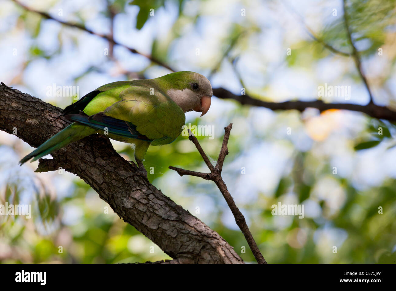 Monk Parakeet (Myiopsitta monachus monachus Stock Photo - Alamy