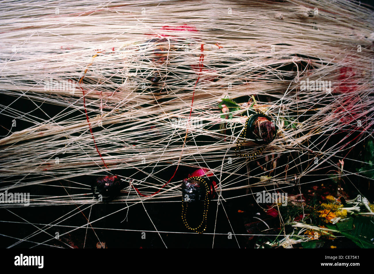 RVA 83075 : sacred thread tied around a tree trunk celebration of vat ...