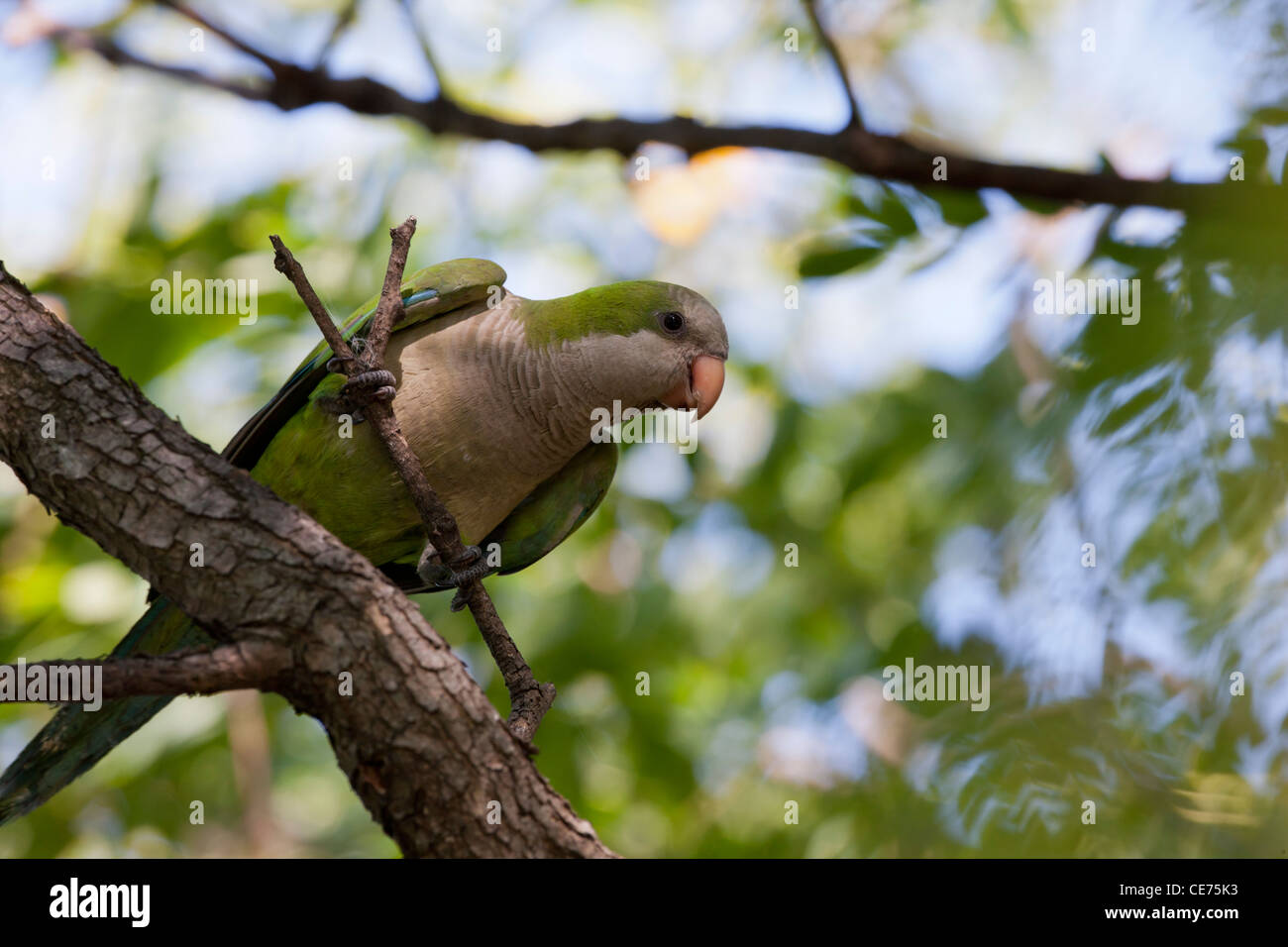 Monk Parakeet (Myiopsitta monachus monachus Stock Photo - Alamy