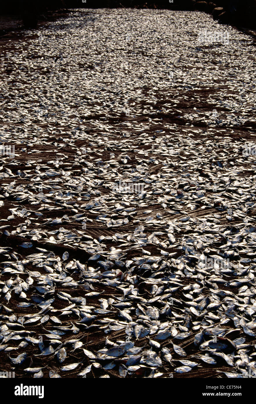 Dried goa hi-res stock photography and images - Alamy