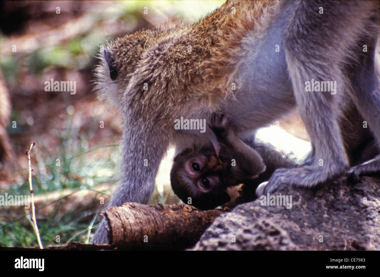 Female vervet monkey hi-res stock photography and images - Alamy