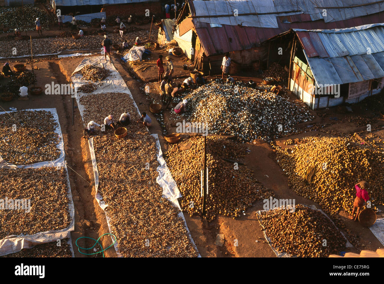 aerial view of broken coconuts drying in indian lord ayyappa temple ...