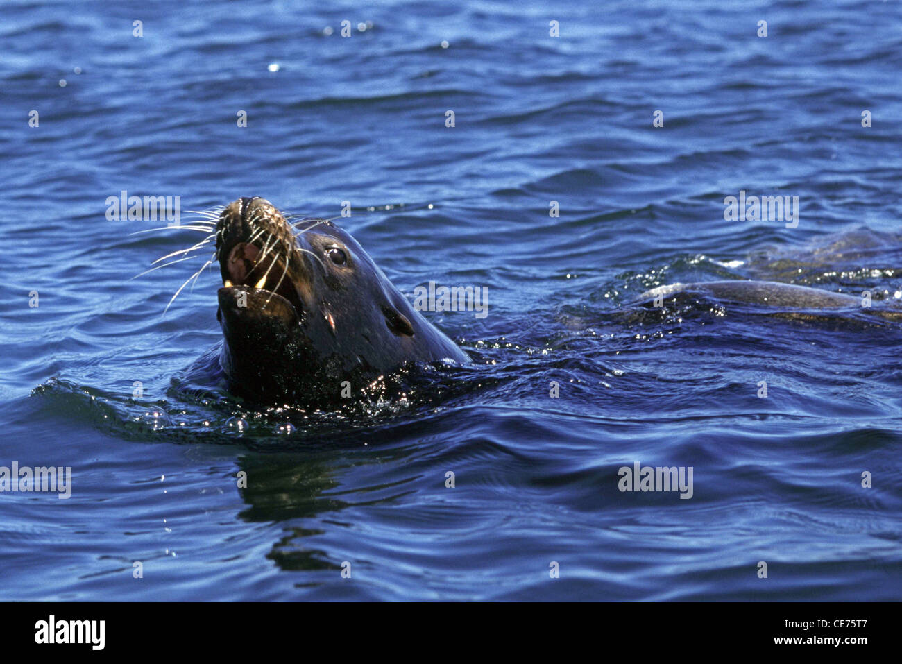 Bull California sealion, Zalophus californianus, vocal, aggressive ...