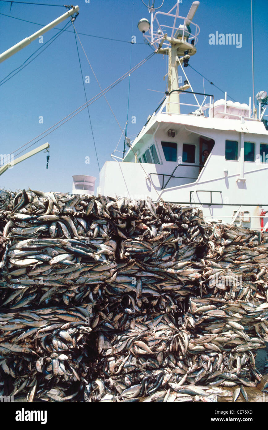 AAD 84704 : pile of fish on fishing trawler india Stock Photo - Alamy