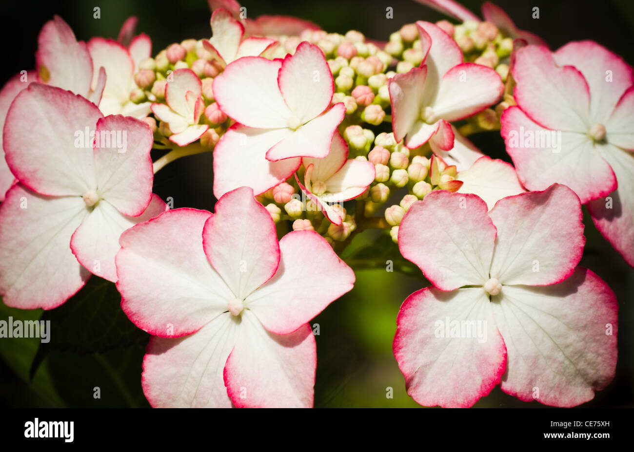 Hortensia hortensia macrophylla hi-res stock photography and images - Alamy