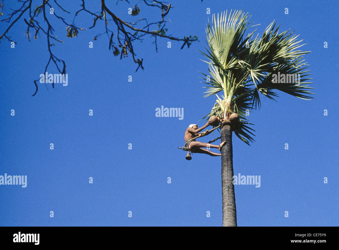 AAD 84799 : indian man climbing palm tree to collect toddy warangal ...