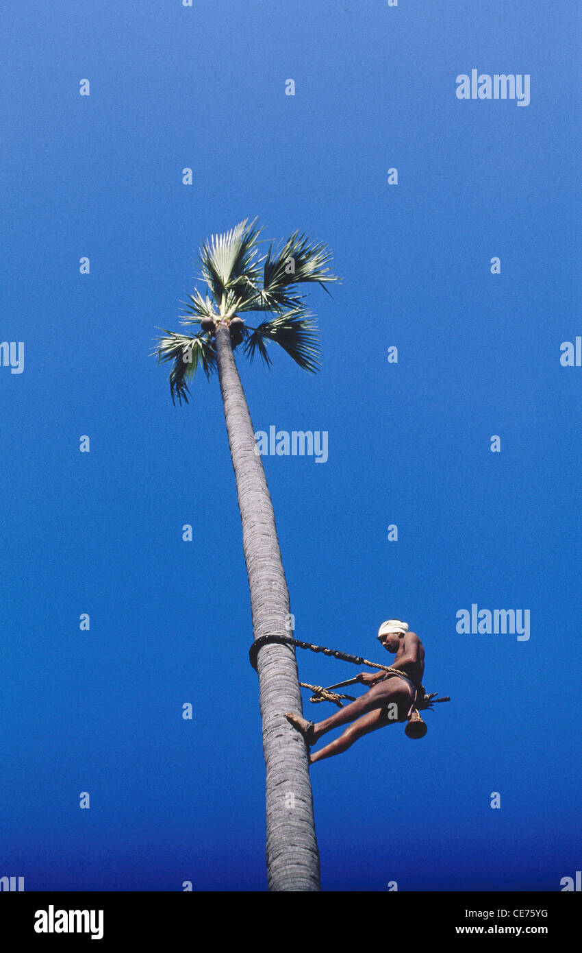 AAD 84800 : indian man climbing palm tree to collect toddy warangal ...