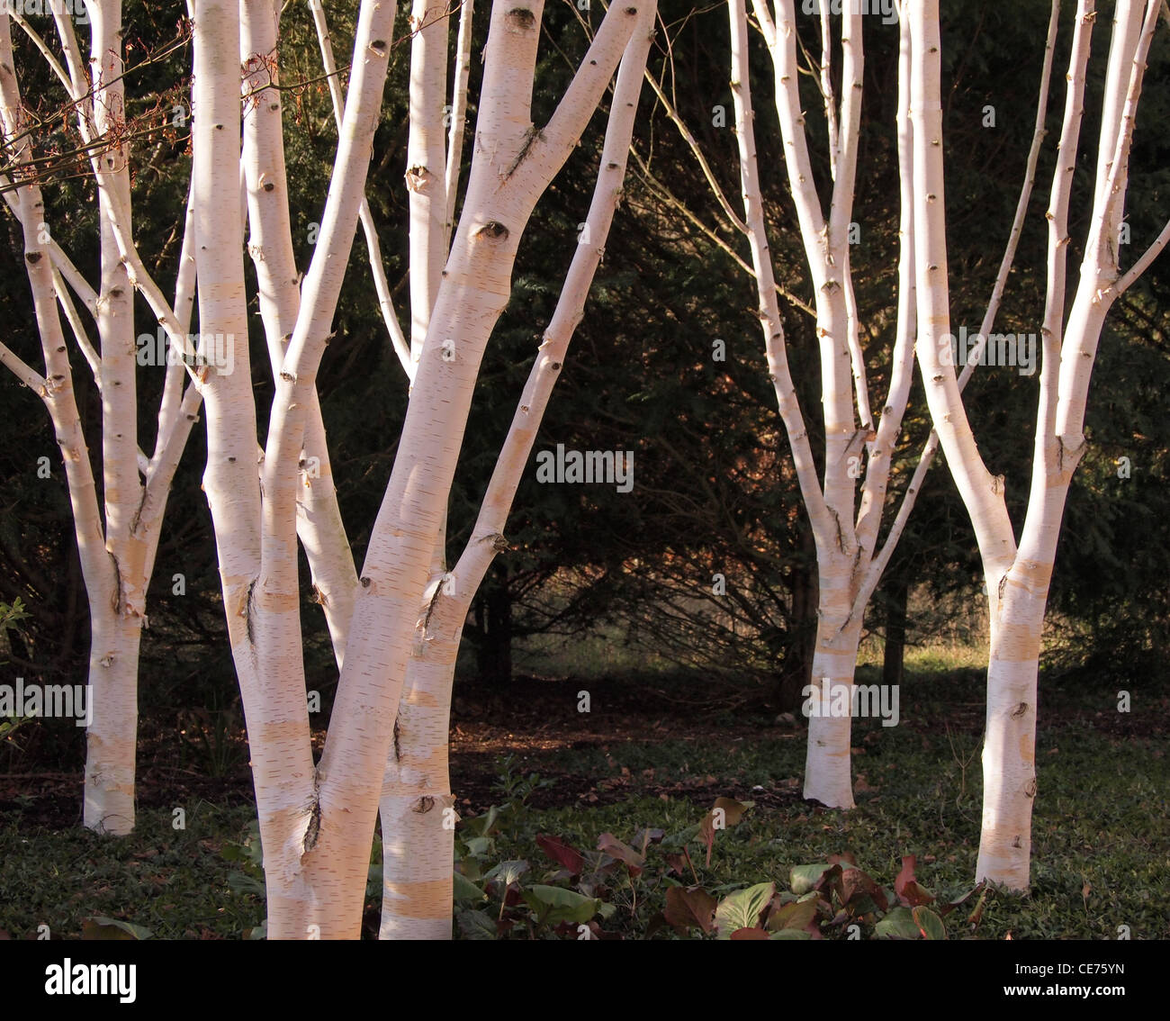 Silver birch trees winter hi-res stock photography and images - Alamy