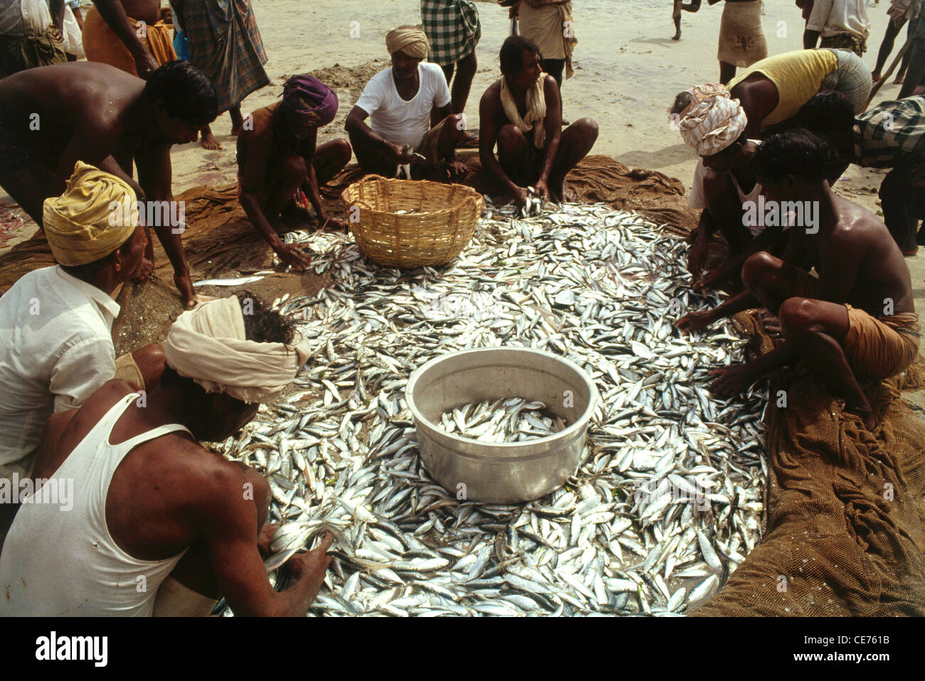 Indian fishermen workers sorting fish caught by dragnet ; kovalam ...