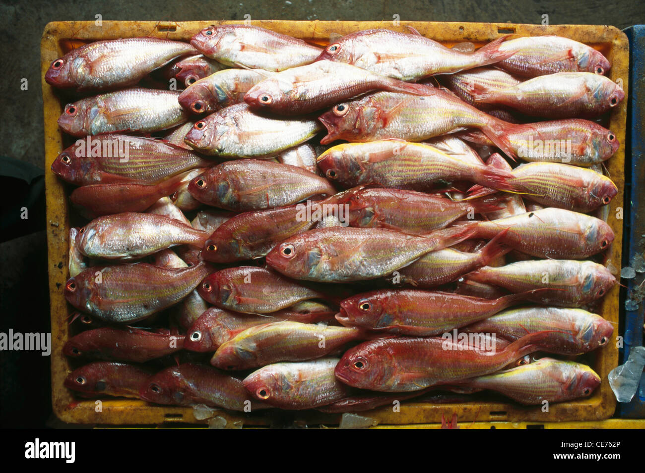 MAA 84720 : indian Fish packed for delivery kerala india Stock Photo ...