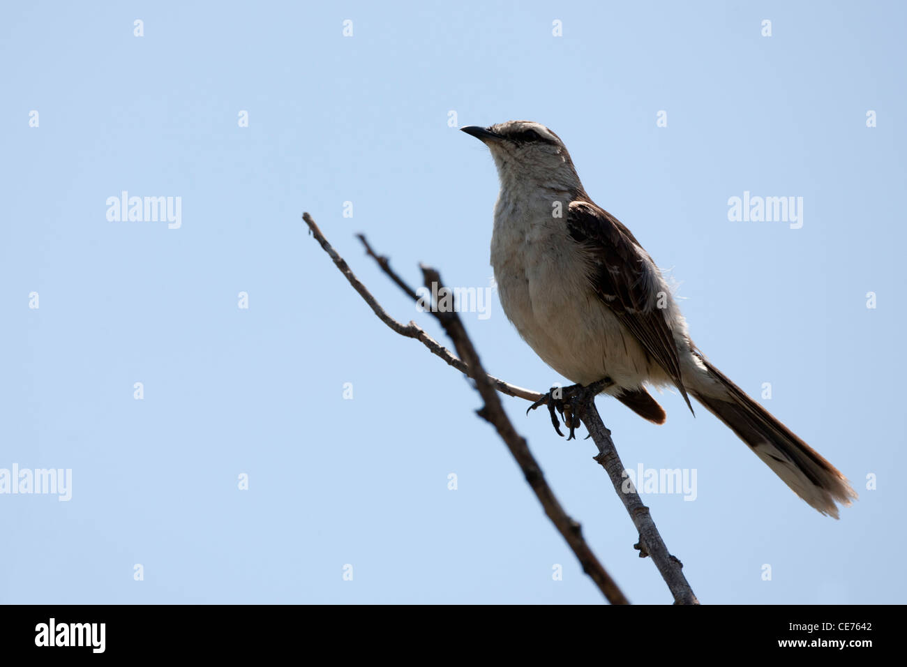 Chalk-browed Mockingbird (Mimus saturninus modulator) at the Buenos ...