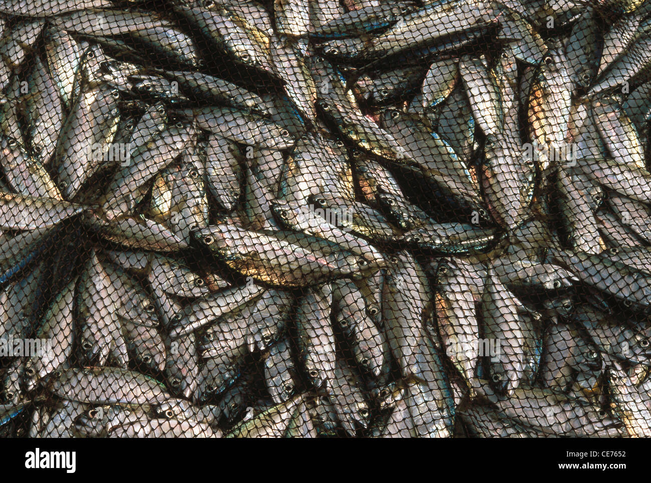fish caught in the net ; chivla beach ; malvan ; konkan ; maharashtra ...