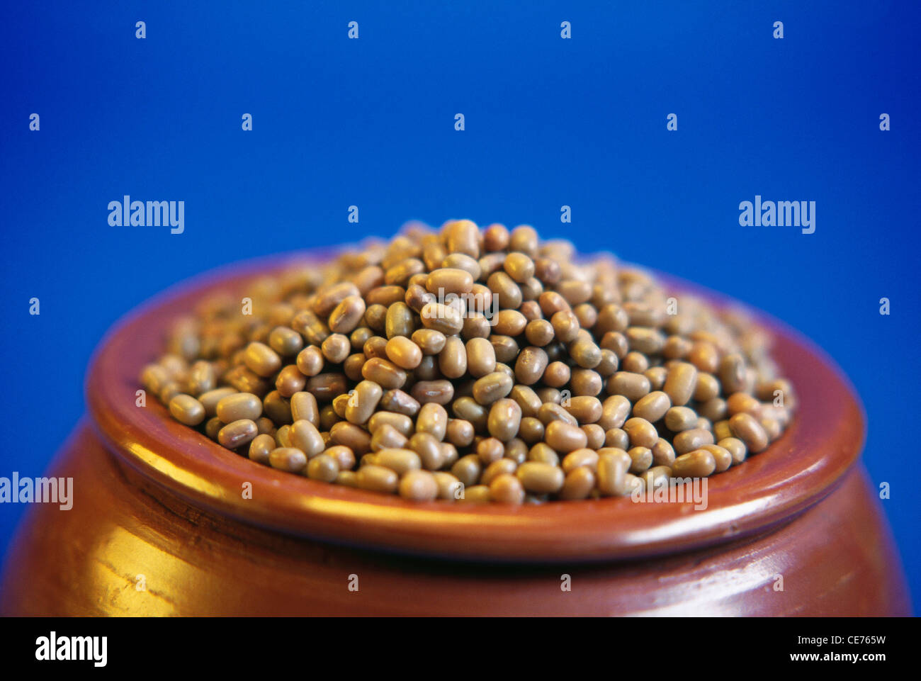 Moath ; moth beans ; Phaseolus aconitifolius in earthen pot on blue ...