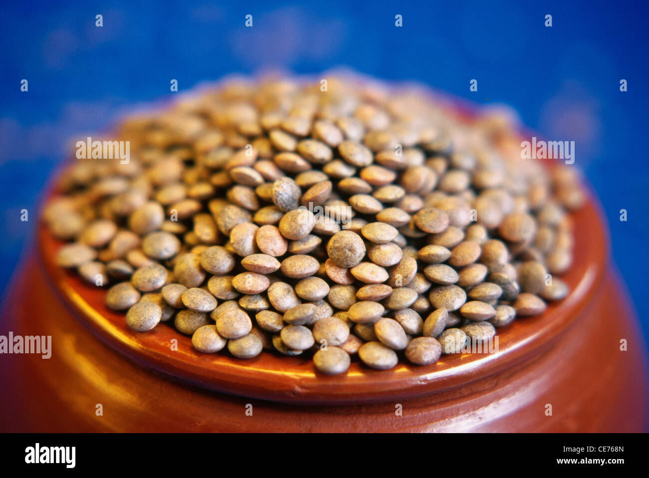 Whole Red Lentils seeds ; Lens culinaris in earthen pot on blue ...