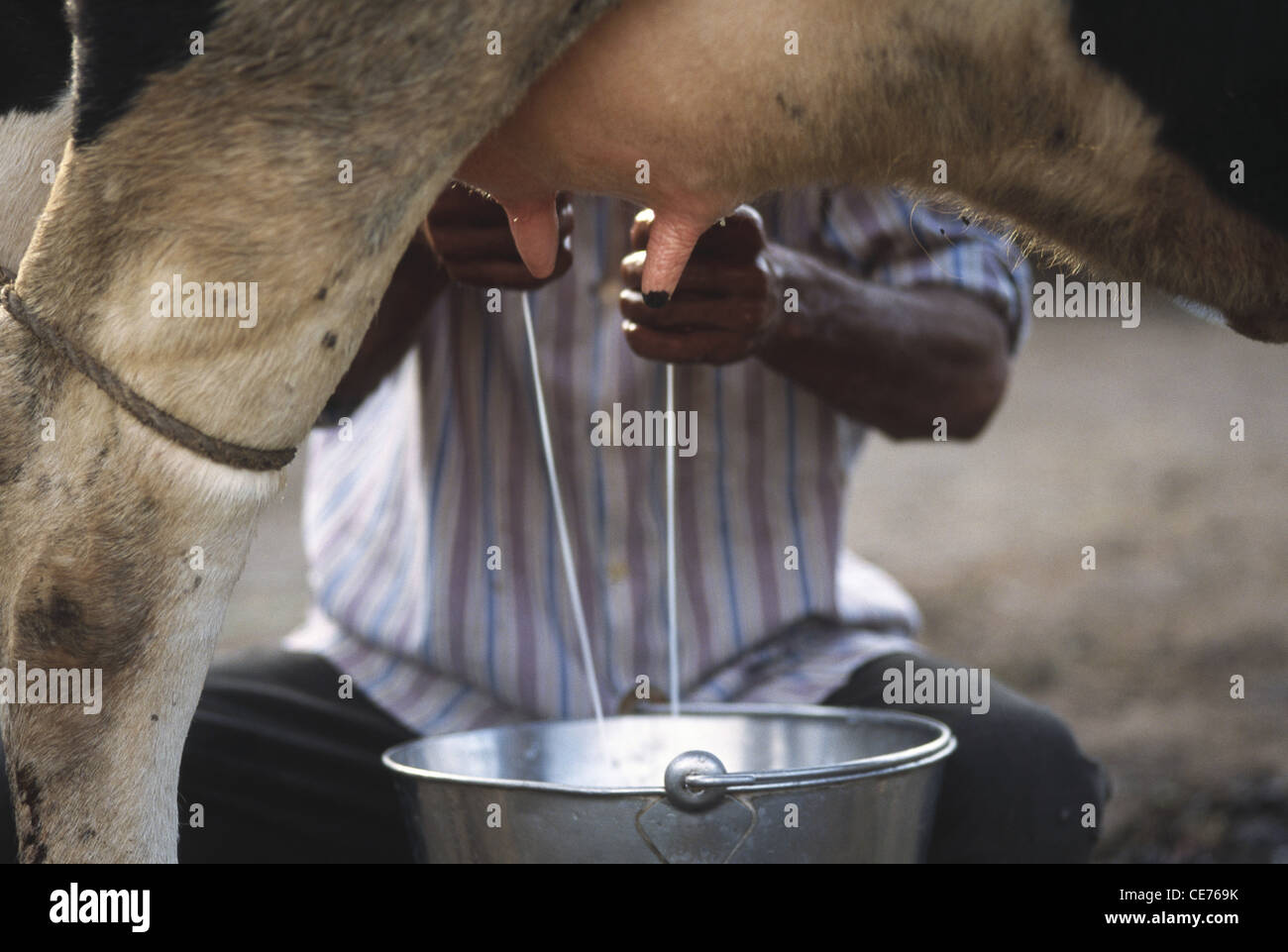 cow milking by hand ; milking cow by hand ; India ; asia Stock Photo ...