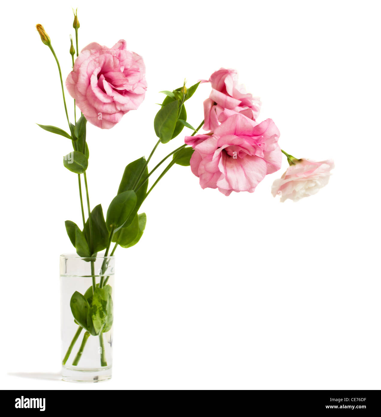 Beautiful flowers eustoma lisianthus Cut Out Stock Images & Pictures ...