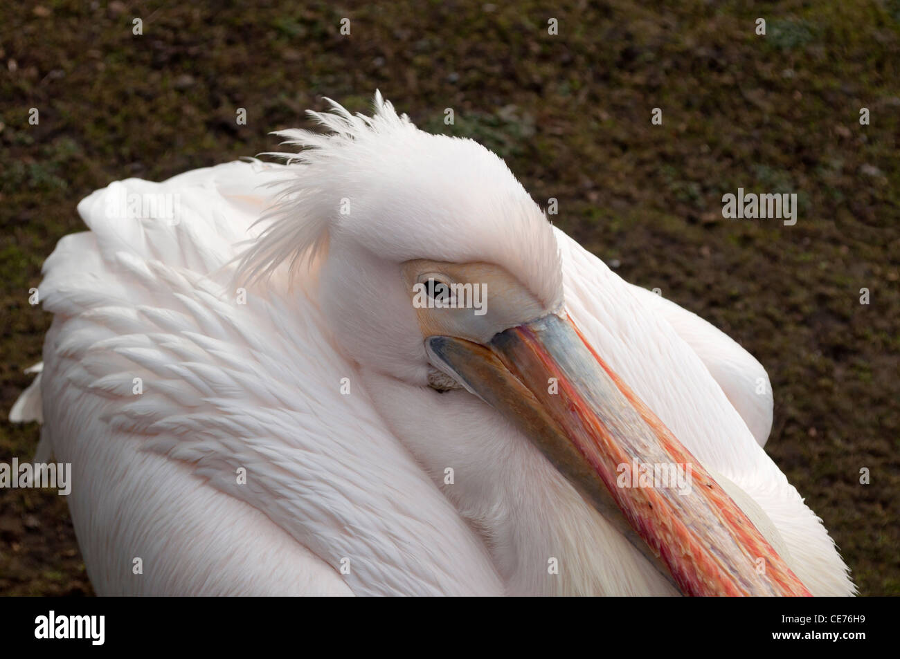 Great white eastern pelican hi-res stock photography and images - Alamy