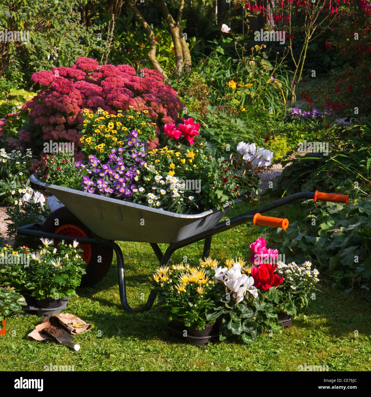 Wheelbarrow and trays with new plants - preparing for planting new ...