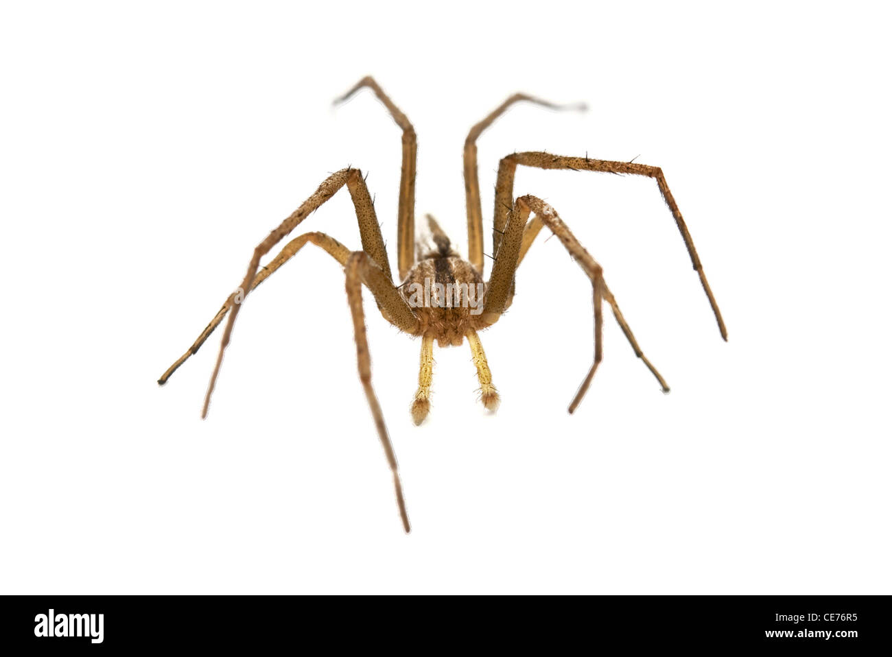 spider isolated on white background Stock Photo - Alamy