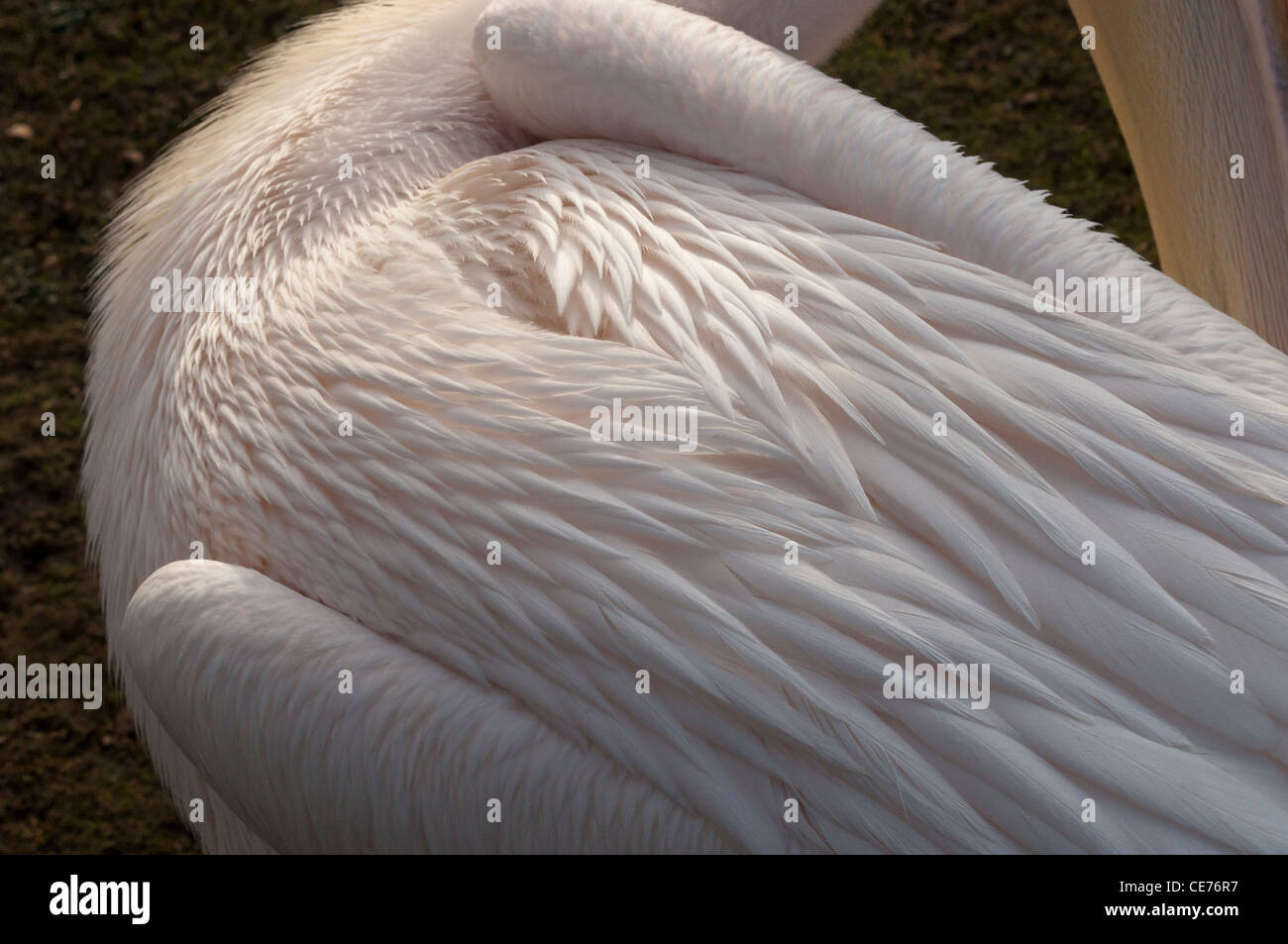 The plumage on the back of a preening Great White Pelican Stock Photo ...