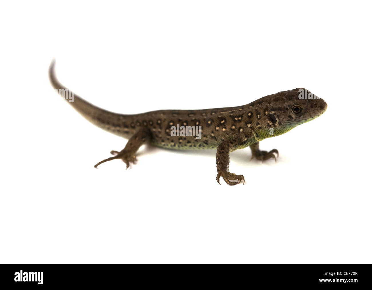 lizard is isolated on white background Stock Photo - Alamy