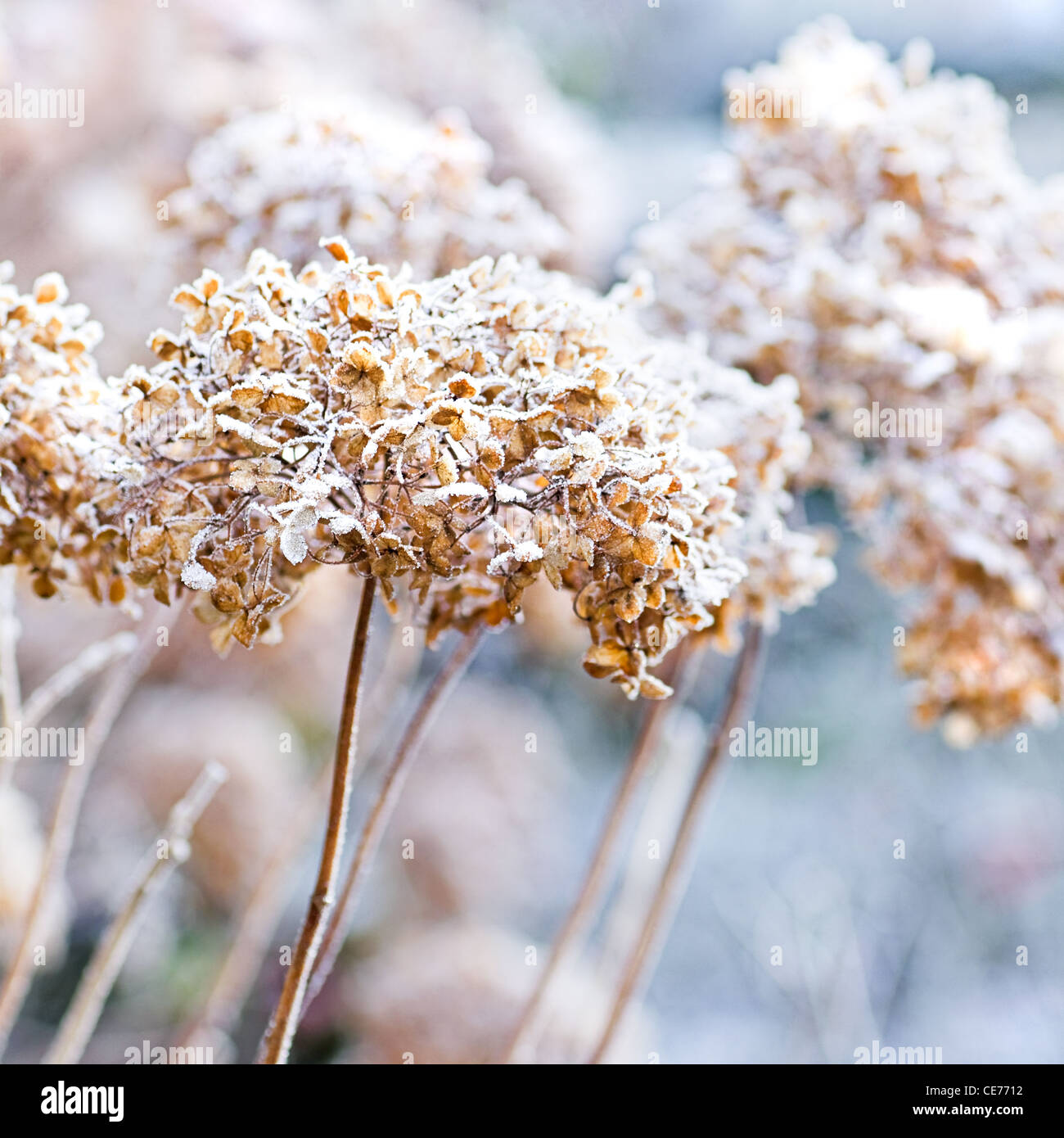 The icy flowers of the winter - frosted hydrangea with ripe - square ...