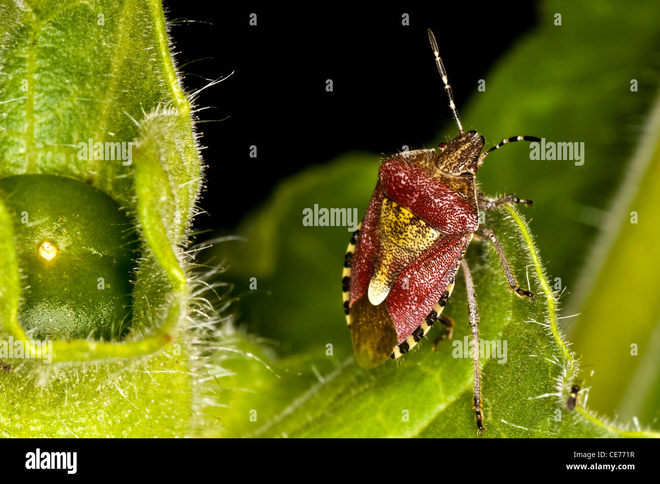 bug on henbane Stock Photo - Alamy