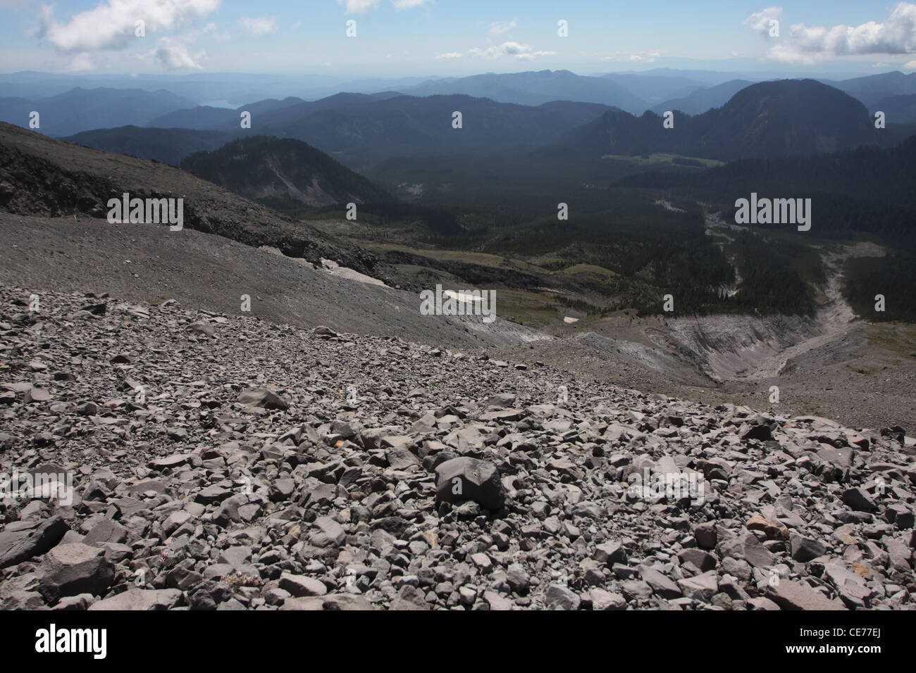 ash lava plant regrowth flower outside of crater Mount St Helens ...