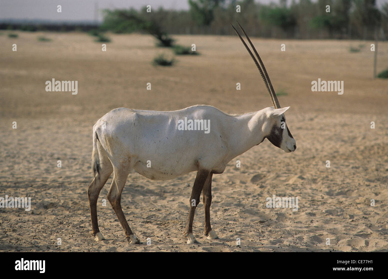 Al Areen Bahrain High Resolution Stock Photography and Images - Alamy