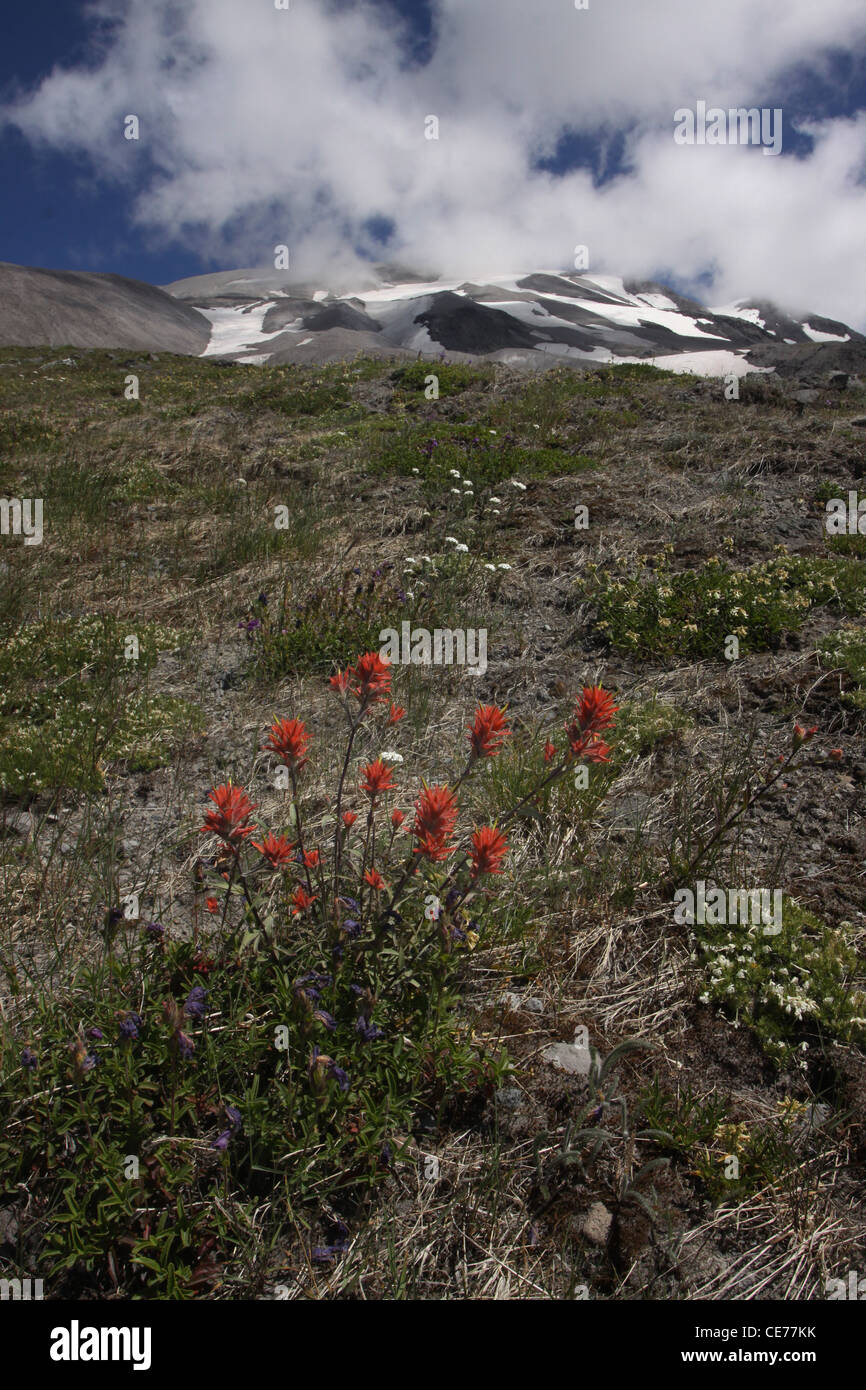 Indian Paintbrush flower outside of crater Mount St Helens Volcano ...
