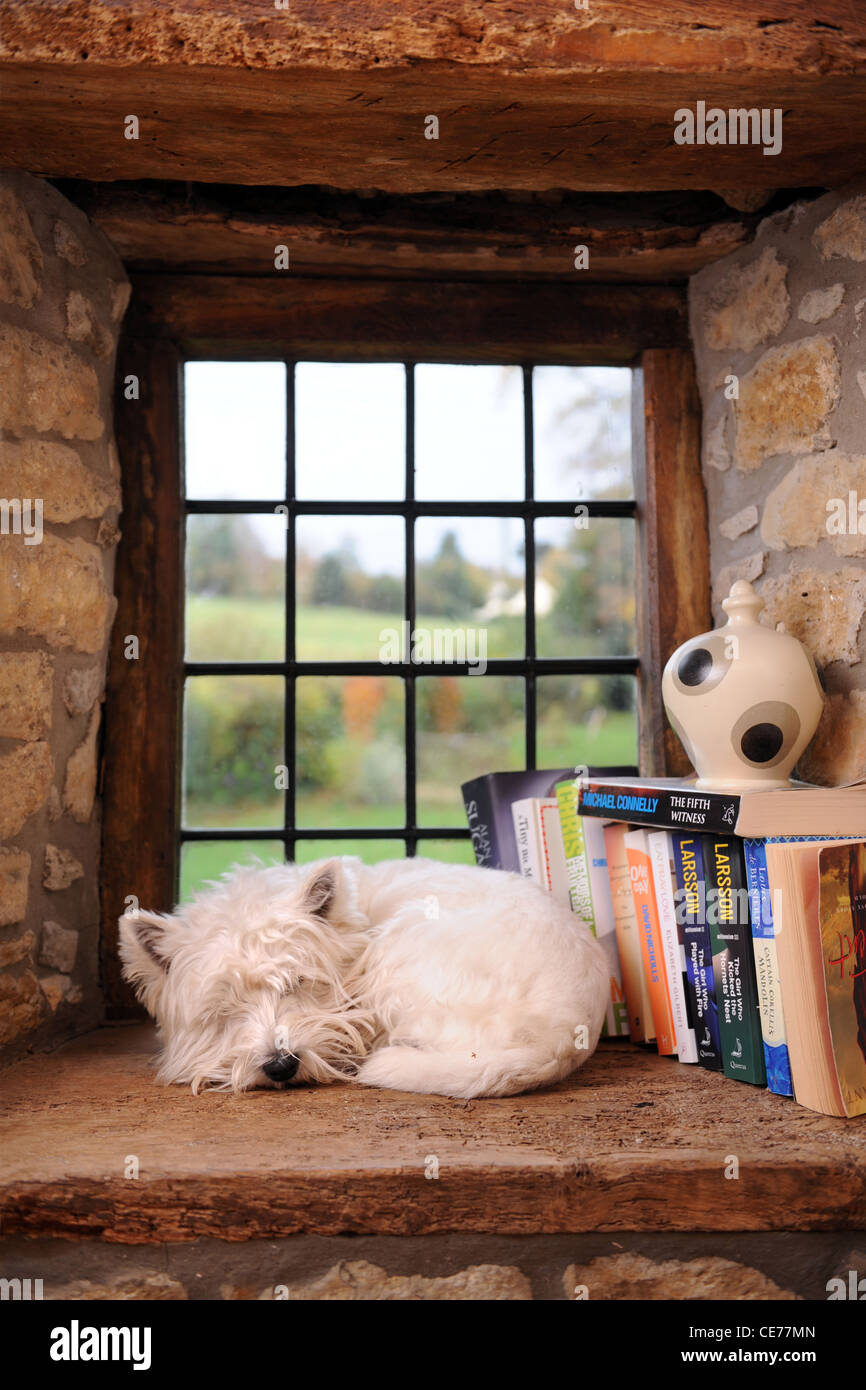 A West Highland White Terrier pet dog sleeping on a window ledge in a ...