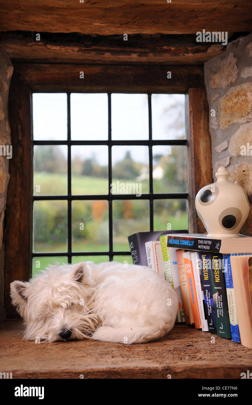 A West Highland White Terrier pet dog sleeping on a window ledge in a ...